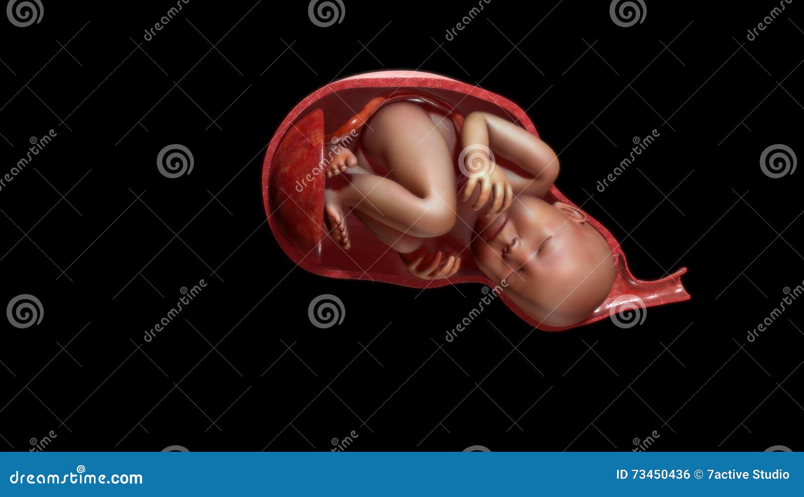 Normal Labor and Vaginal Birth Stock Illustration - Illustration of ...