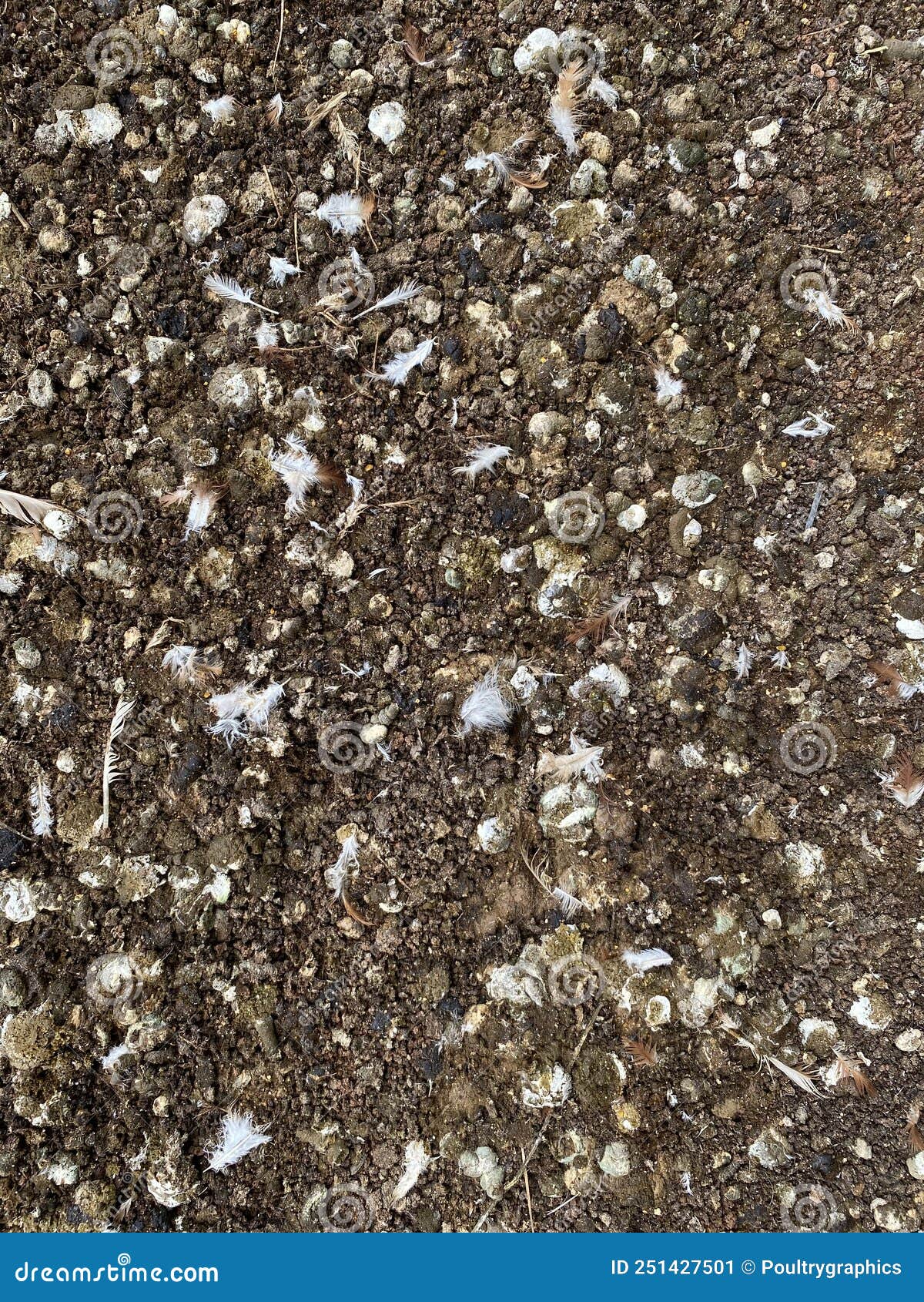 Normal Layer Chicken Feces and Manure Stock Image - Image of hens, farm ...