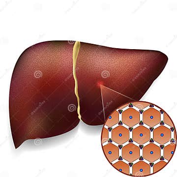 Normal Liver Cells Structure Stock Vector - Illustration of anatomy ...