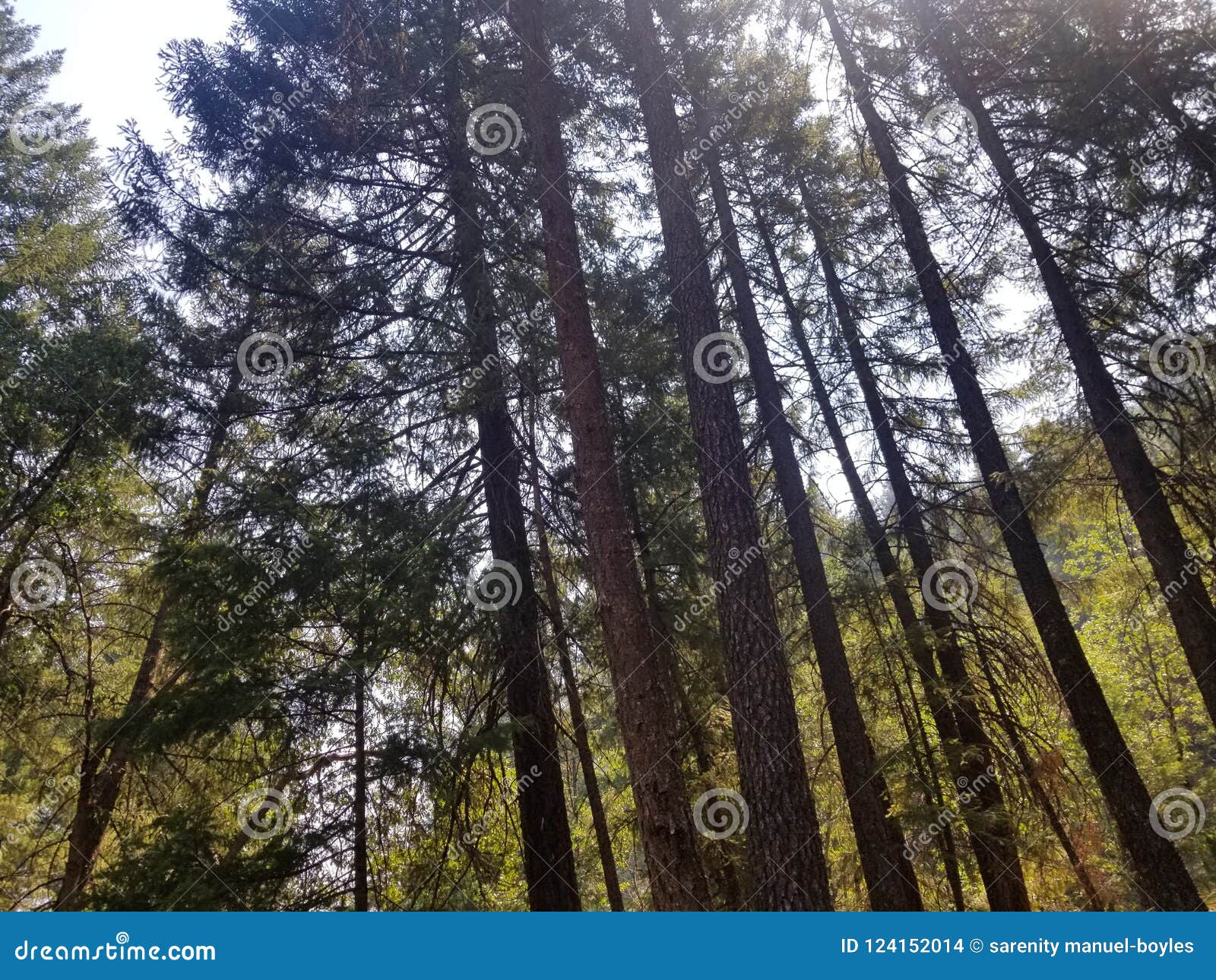 Normal pretty green trees stock photo. Image of beautiful - 124152014