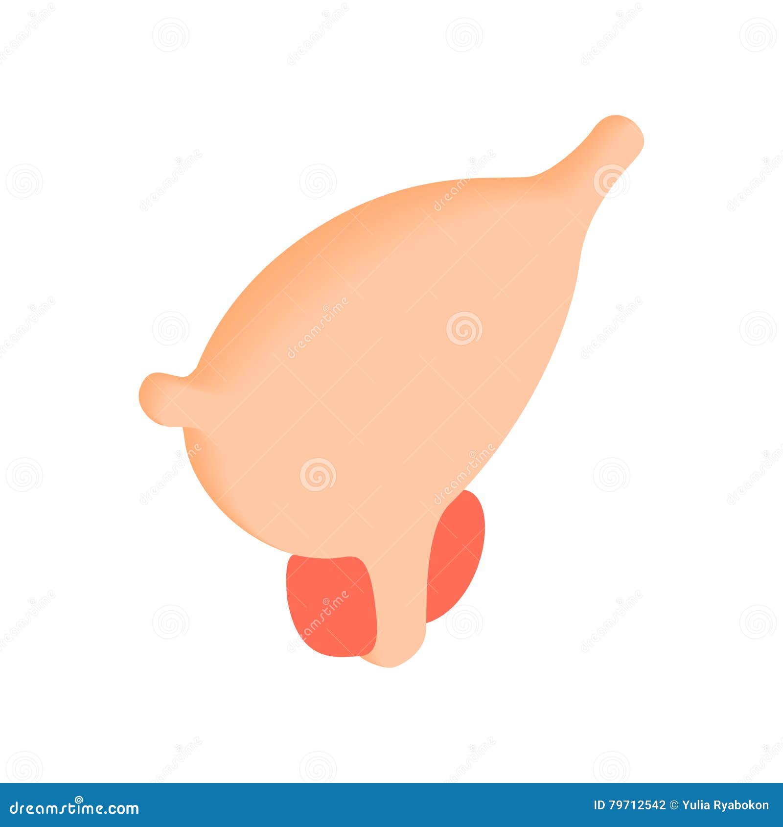 Normal Prostate And Benign Prostatic Hyperplasia Cartoon Vector ...