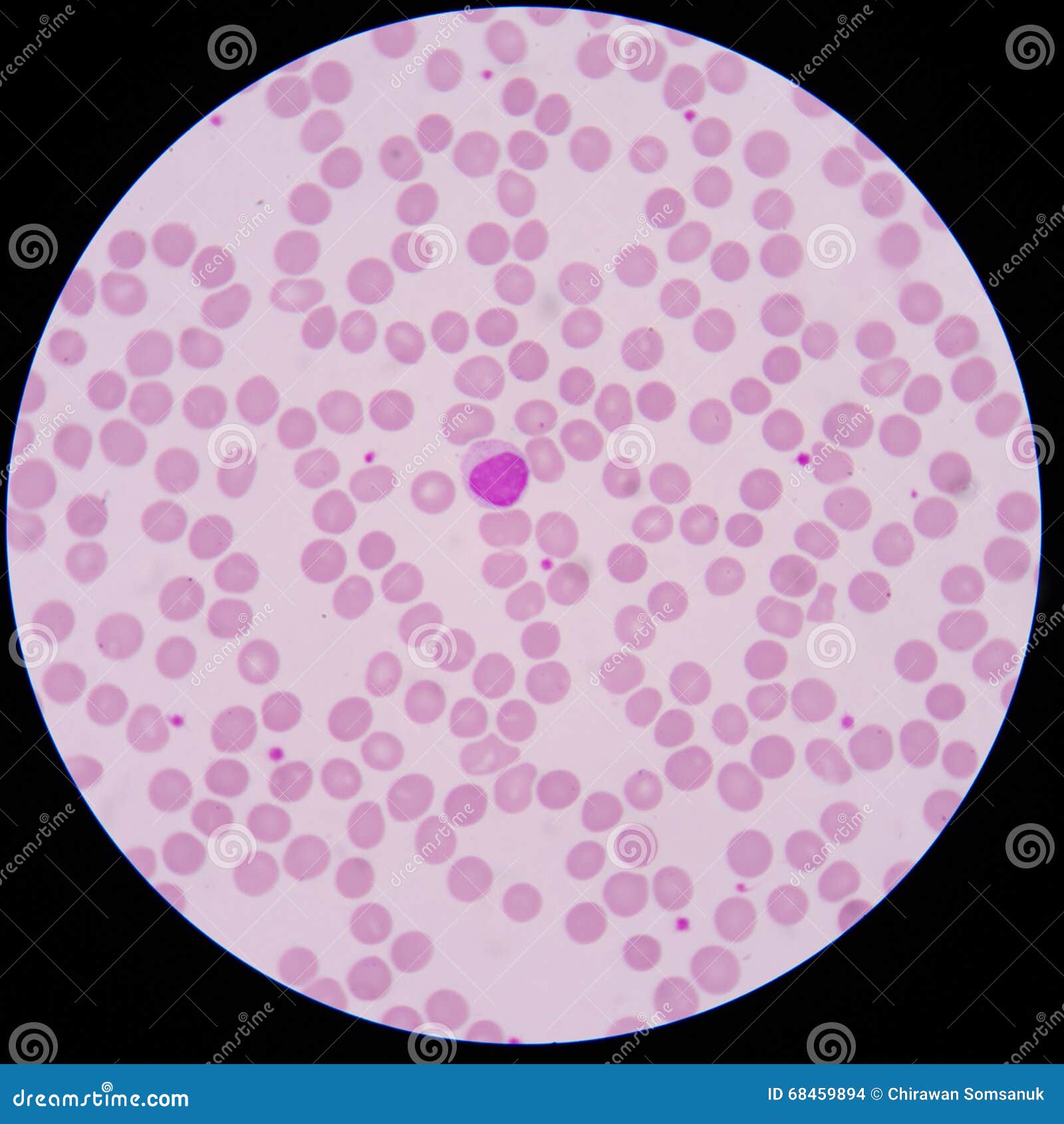 Normal red blood cells stock photo. Image of blood, microbiology - 68459894