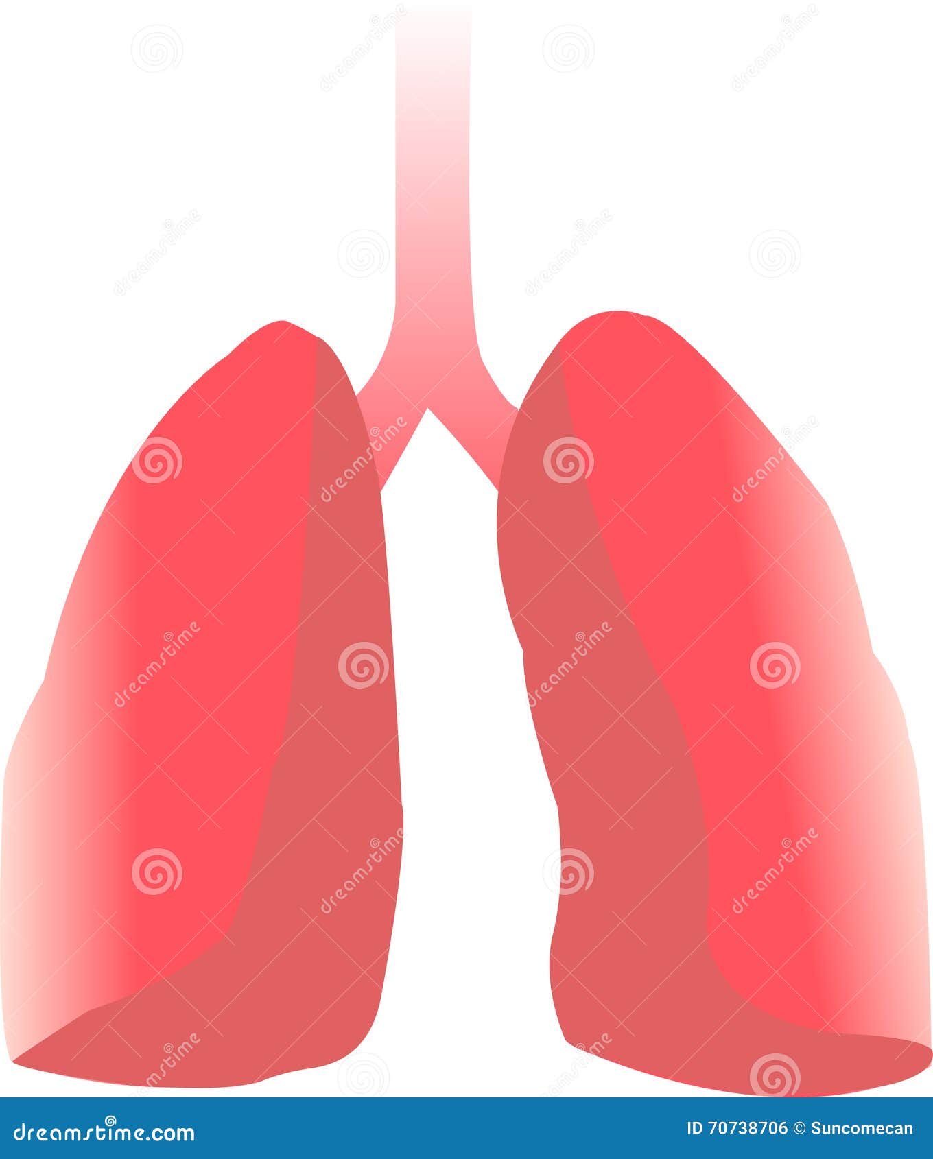 Normal Red Lungs Vector Illustration | CartoonDealer.com #70738706