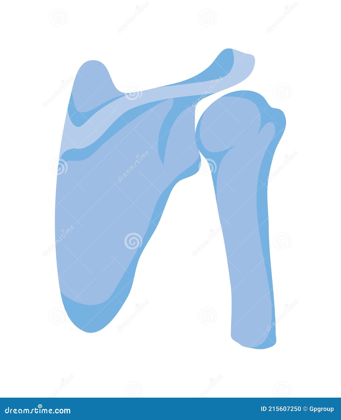 Normal Shoulder And Impingement. Illustration Of The Normal Shoulder ...