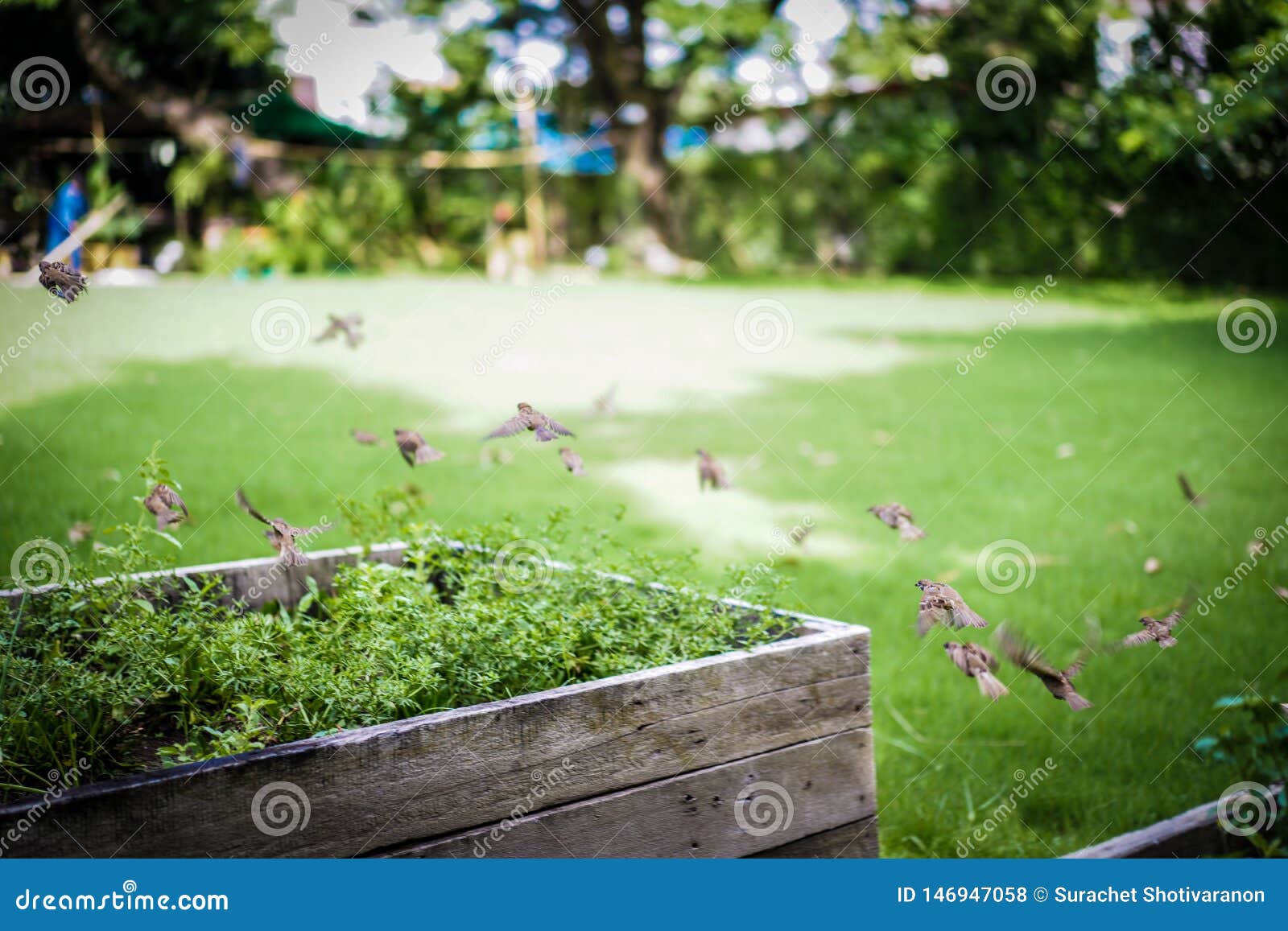 The Normal Sparrow Group Fly Away in Afternoon Sunlight at the Garden ...