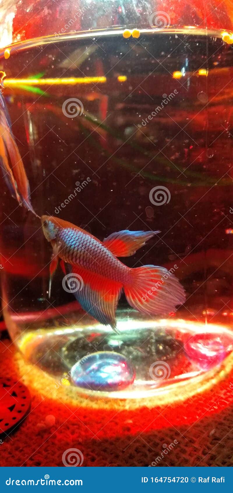 Normal stock photo. Image of normal, fish - 164754720