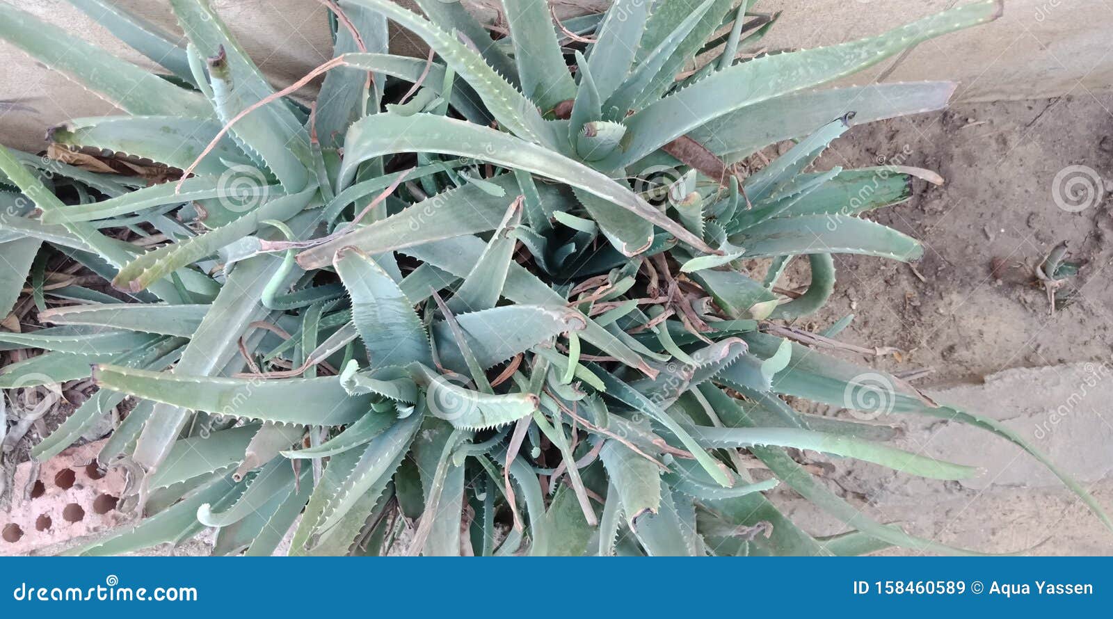 Normal Tree in the Desert in Egypt Stock Image - Image of desert ...