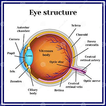 Normal Vision. Eyeball Structure. Medicine. Stock Vector - Illustration ...