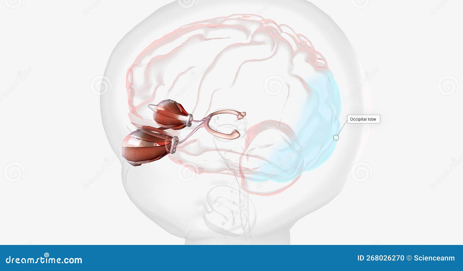 Normal Visual Pathway with Eye Movement Stock Illustration ...