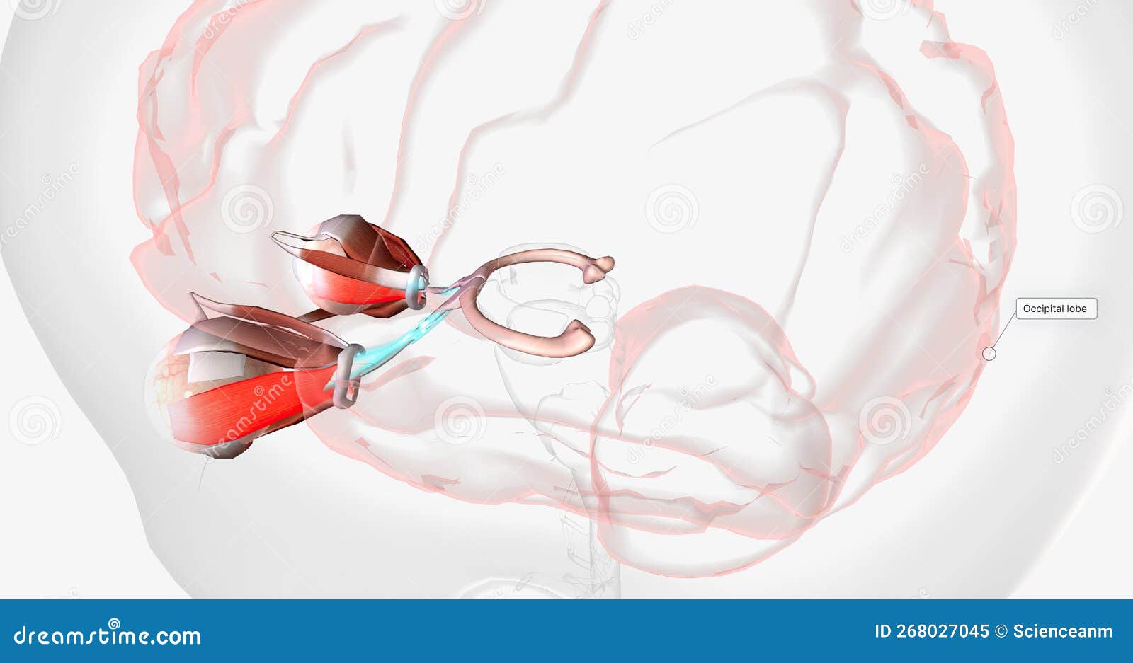 Normal Visual Pathway with Eye Movement Stock Illustration ...