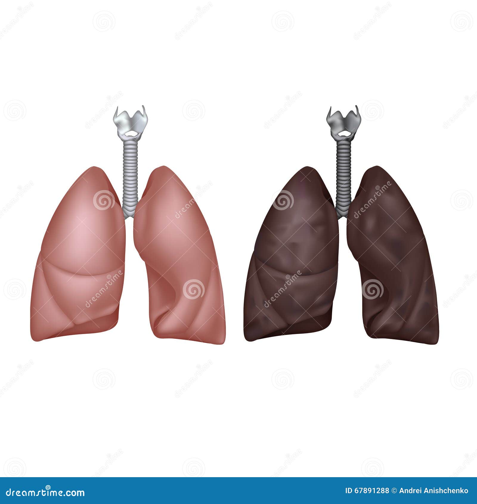 Normale en rokerslongen vector illustratie. Illustration of gezond ...
