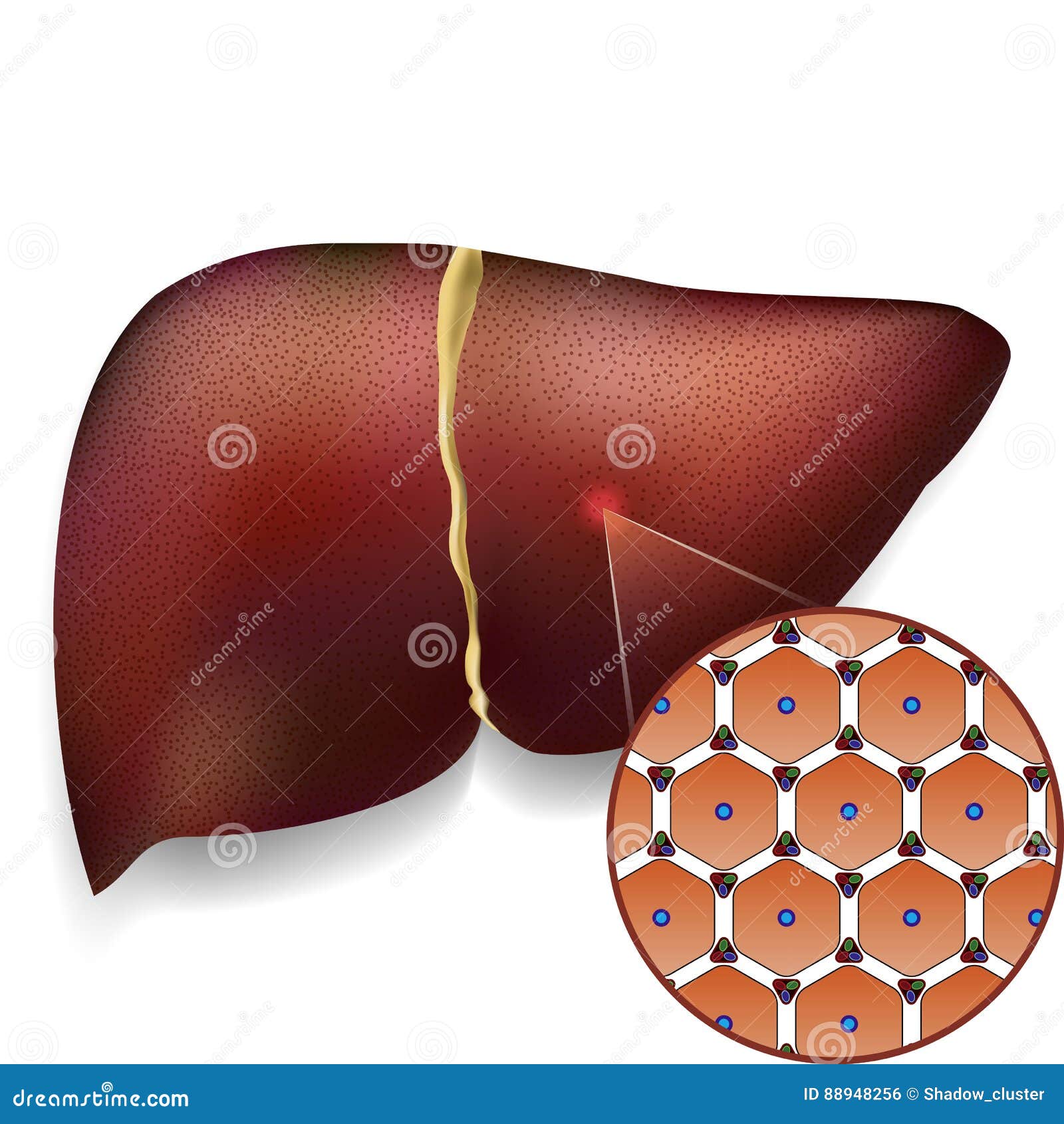 Normale Leber-Zellstruktur vektor abbildung. Illustration von arterie ...