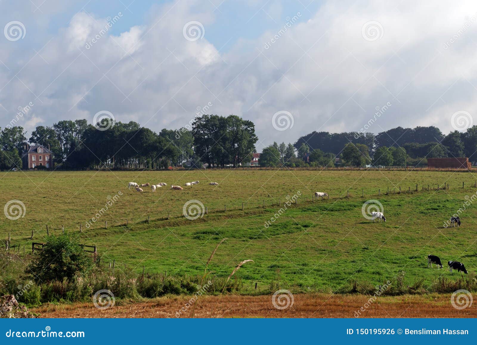 Norman Cows in Normandy Country Stock Photo - Image of cattle, travel ...