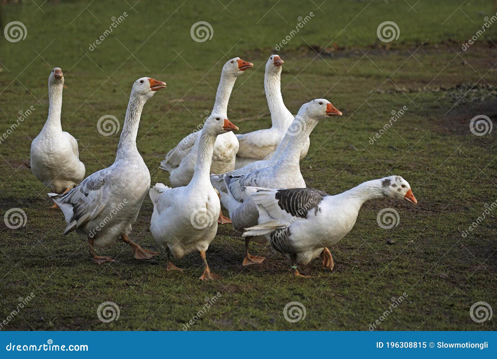 Norman Goose Stock Photos - Free & Royalty-Free Stock Photos from ...