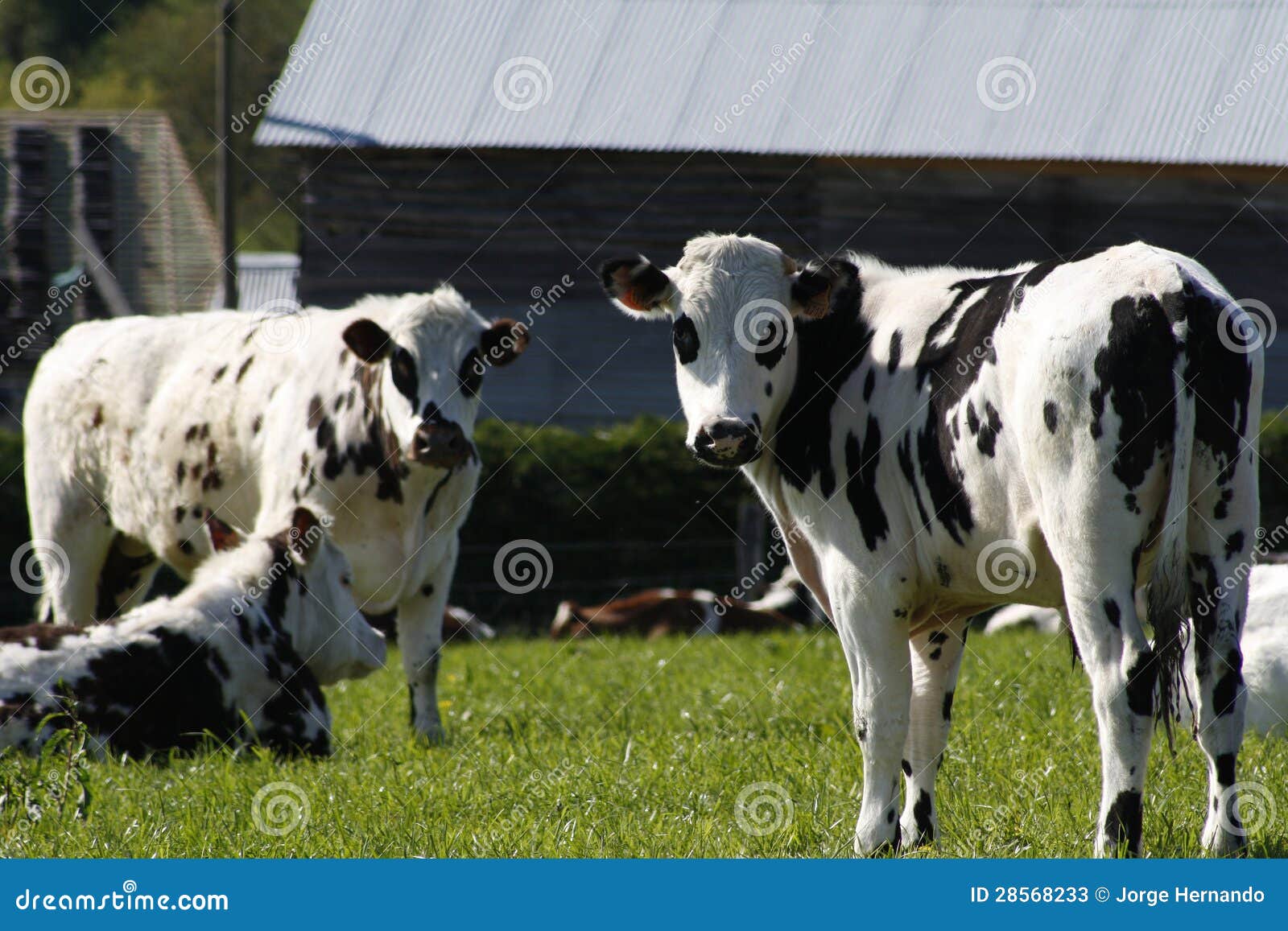 Normande cattle stock image. Image of field, dauge, farm - 28568233