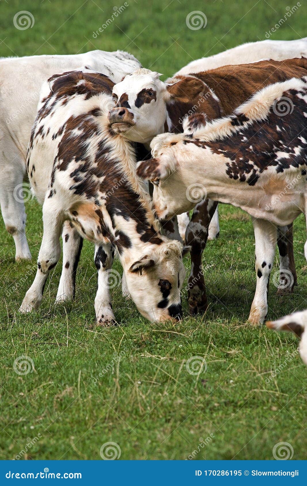VACHE NORMANDE stock image. Image of animal, herbivore - 170286195