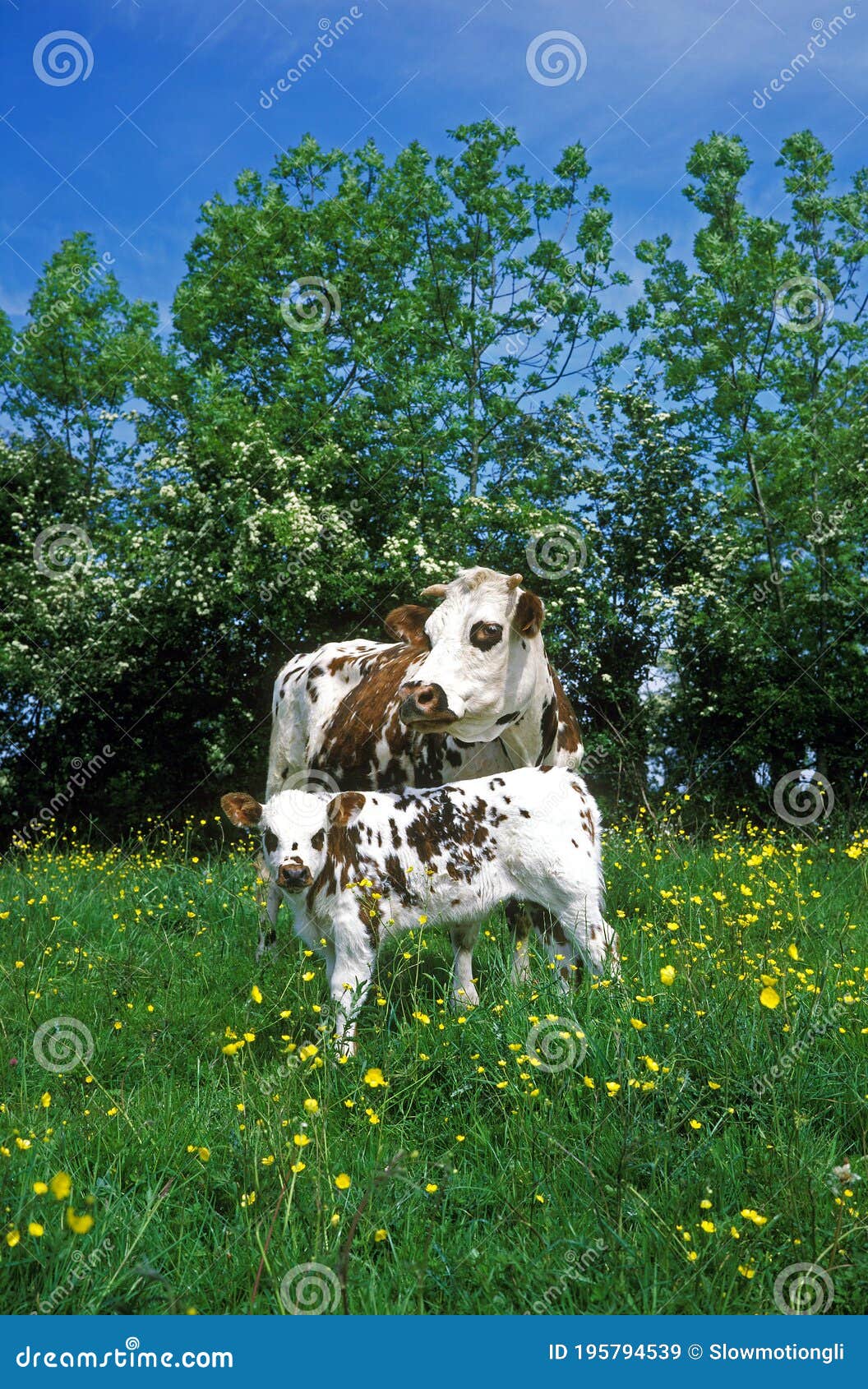 Normandy Cattle, Cow with Calf Standing in Yellow Flowers, Normandy ...