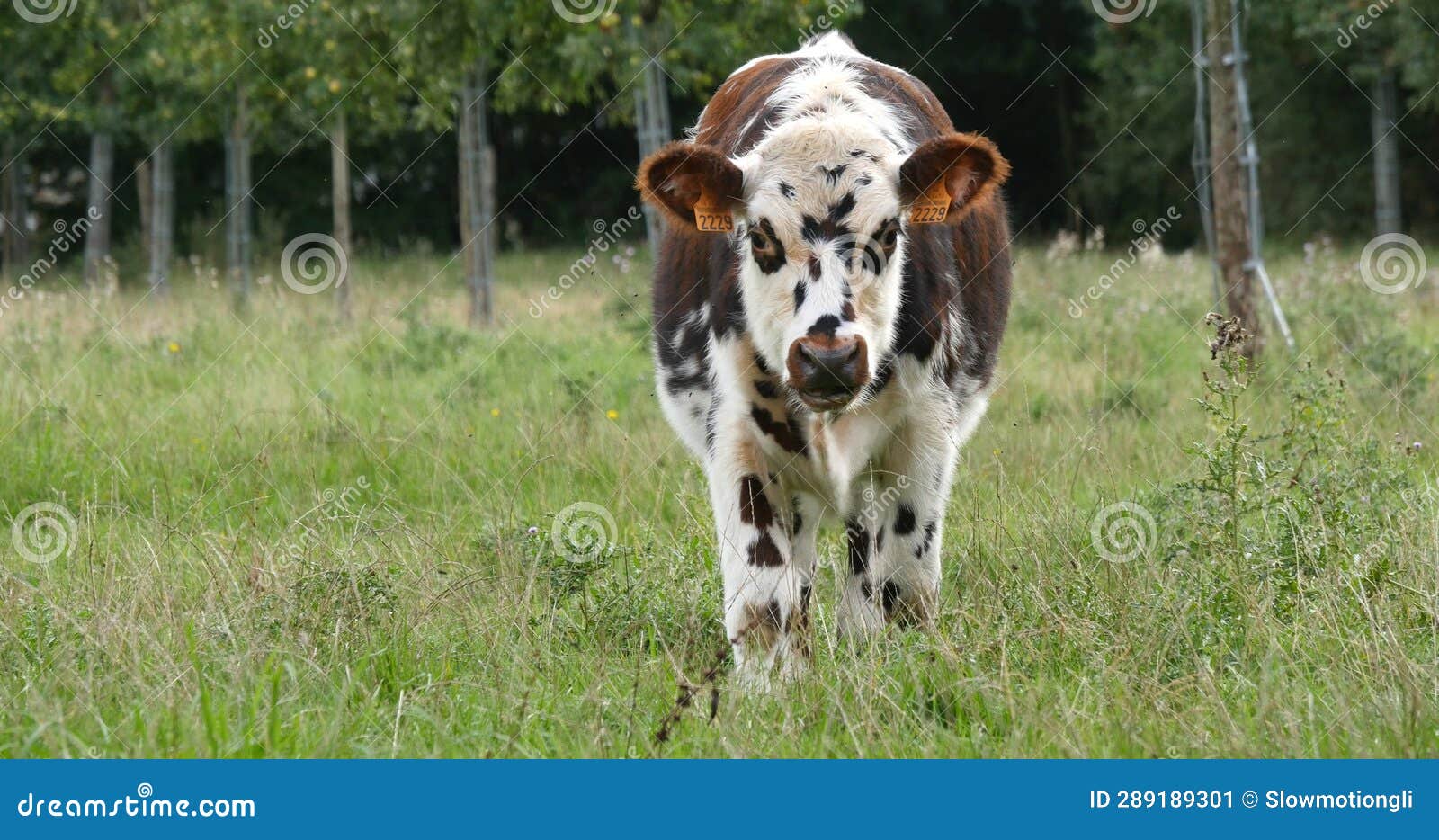Normandy Cattle, Cow in Meadow, Normandy Stock Image - Image of full ...