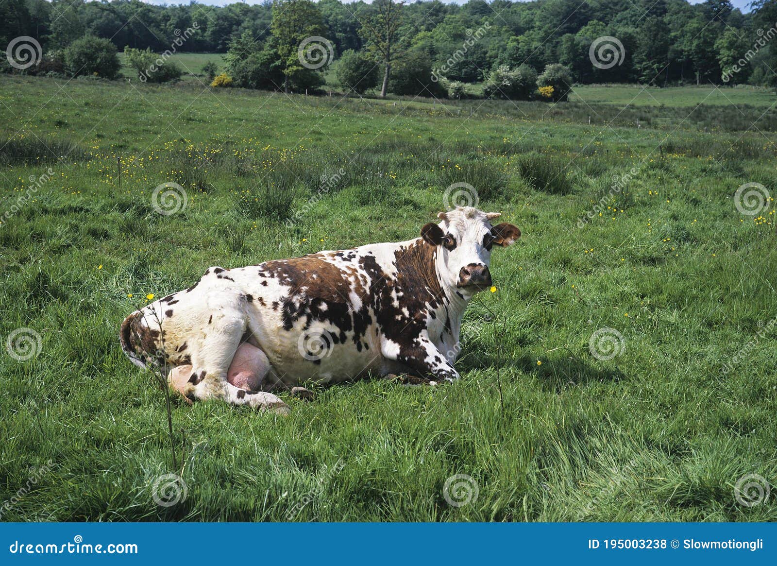 NORMANDY CATTLE, COW RESTING on GRASS, NORMANDY Stock Photo - Image of ...