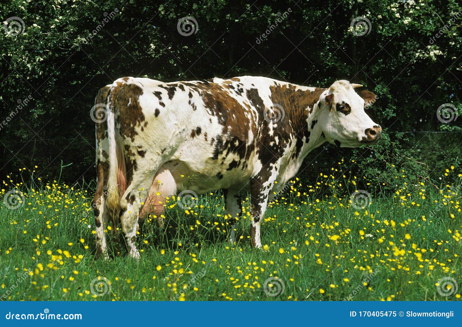 VACHE NORMANDE stock image. Image of botany, profile - 170405475