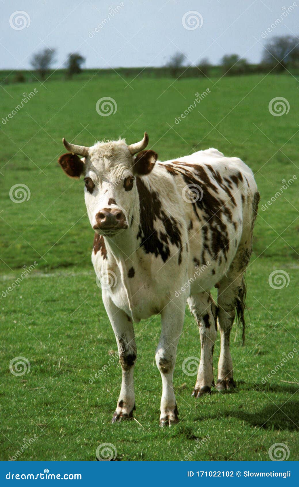 VACHE NORMANDE stock photo. Image of view, ungulate - 171022102