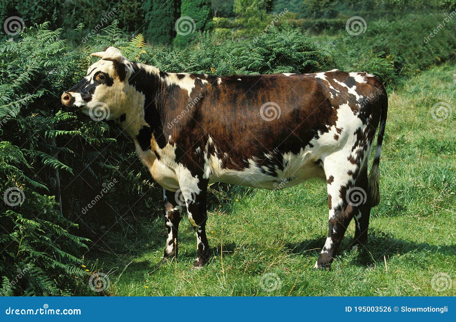 NORMANDY CATTLE, COW STANDING in PASTURE, NORMANDY Stock Photo - Image ...