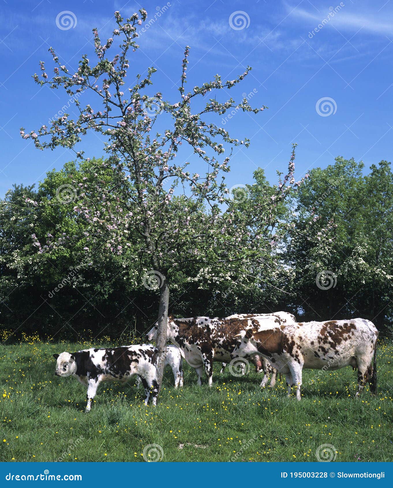NORMANDY CATTLE, COWS with CALF UNDER APPLE TREE, NORMANDY Stock Photo ...