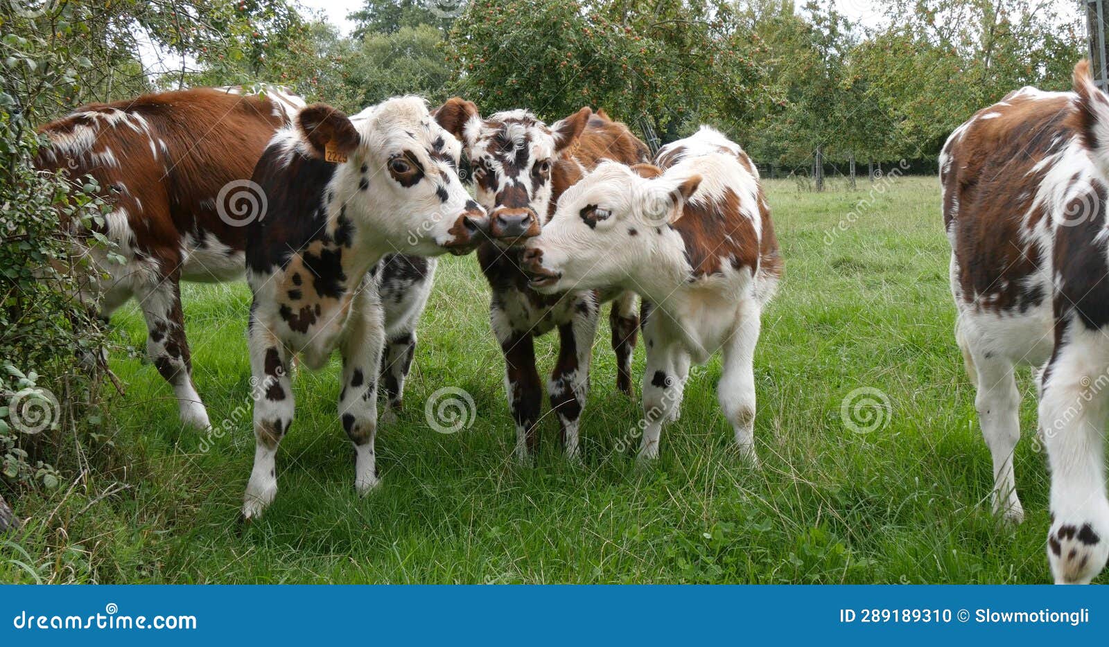 Normandy Cattle, Cows in Meadow, Normandy Stock Photo - Image of ...