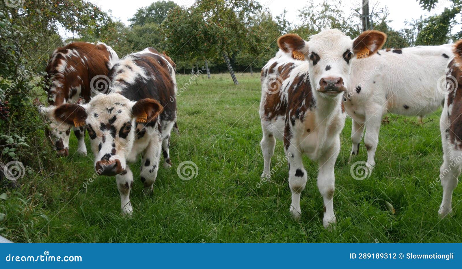 Normandy Cattle, Cows in Meadow, Normandy Stock Photo - Image of motion ...
