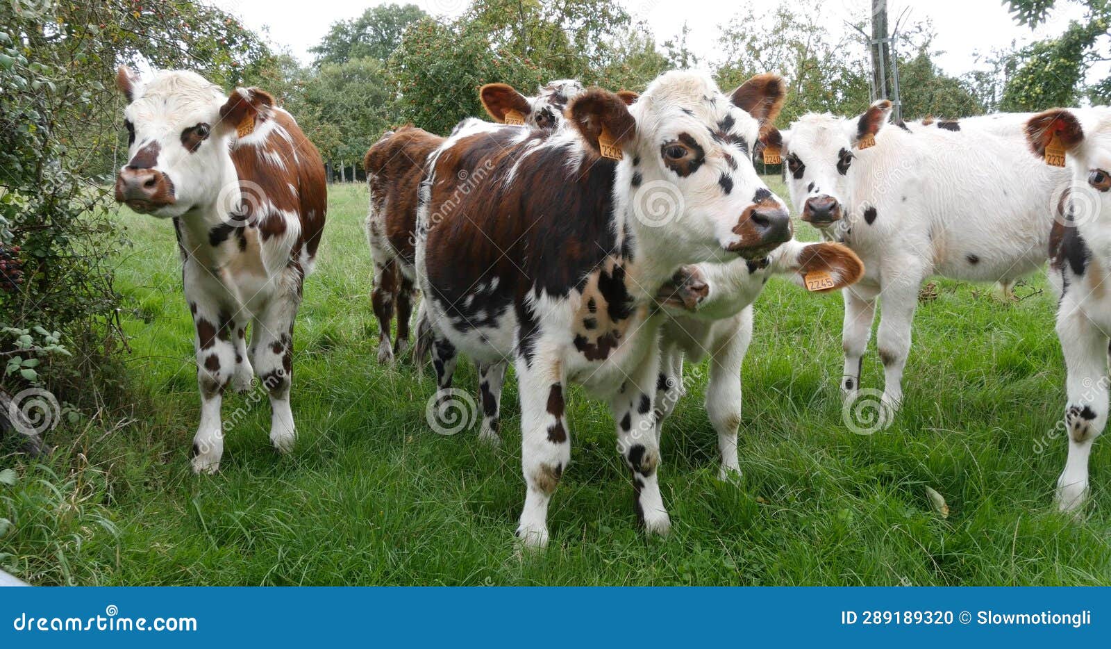 Normandy Cattle, Cows in Meadow, Normandy Stock Photo - Image of ...