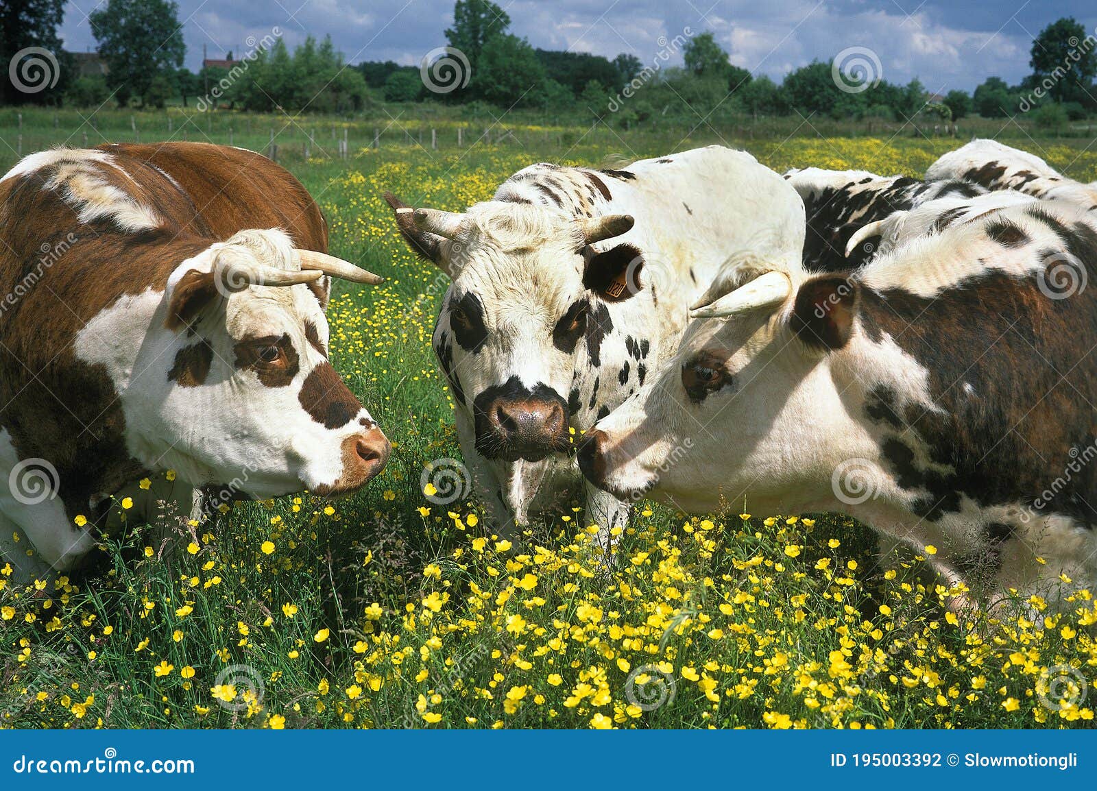 NORMANDY CATTLE, HERD STANDING in YELLOW FLOWERS, NORMANDY Stock Photo ...