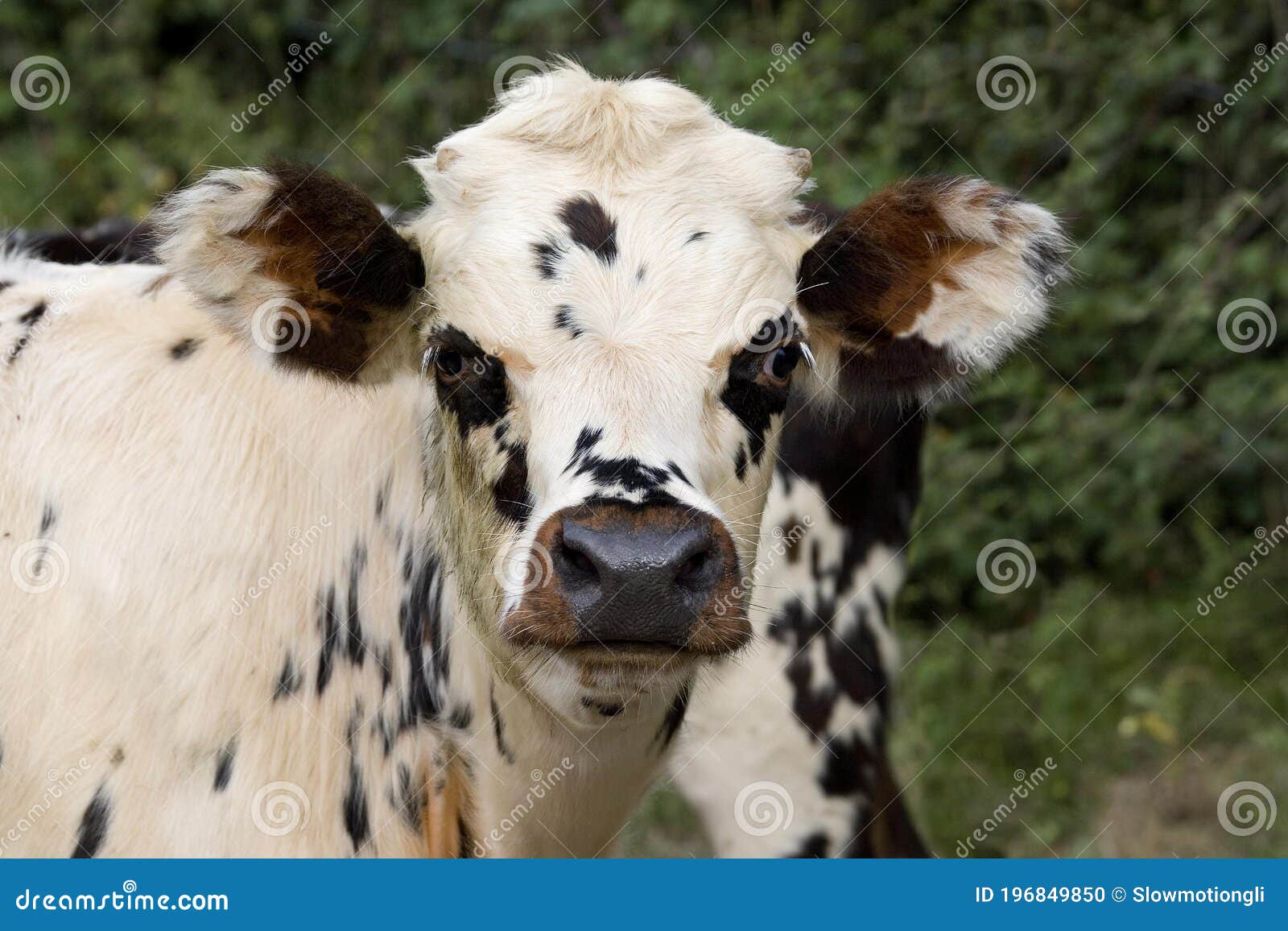 Normandy Cow, Domestic Cattle Stock Photo - Image of adult, animal ...