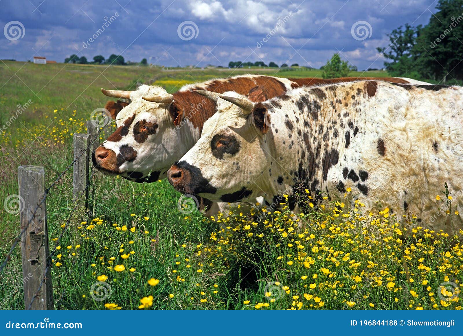Normandy Cow with Flowers, Calvados in Normandy Stock Photo - Image of ...