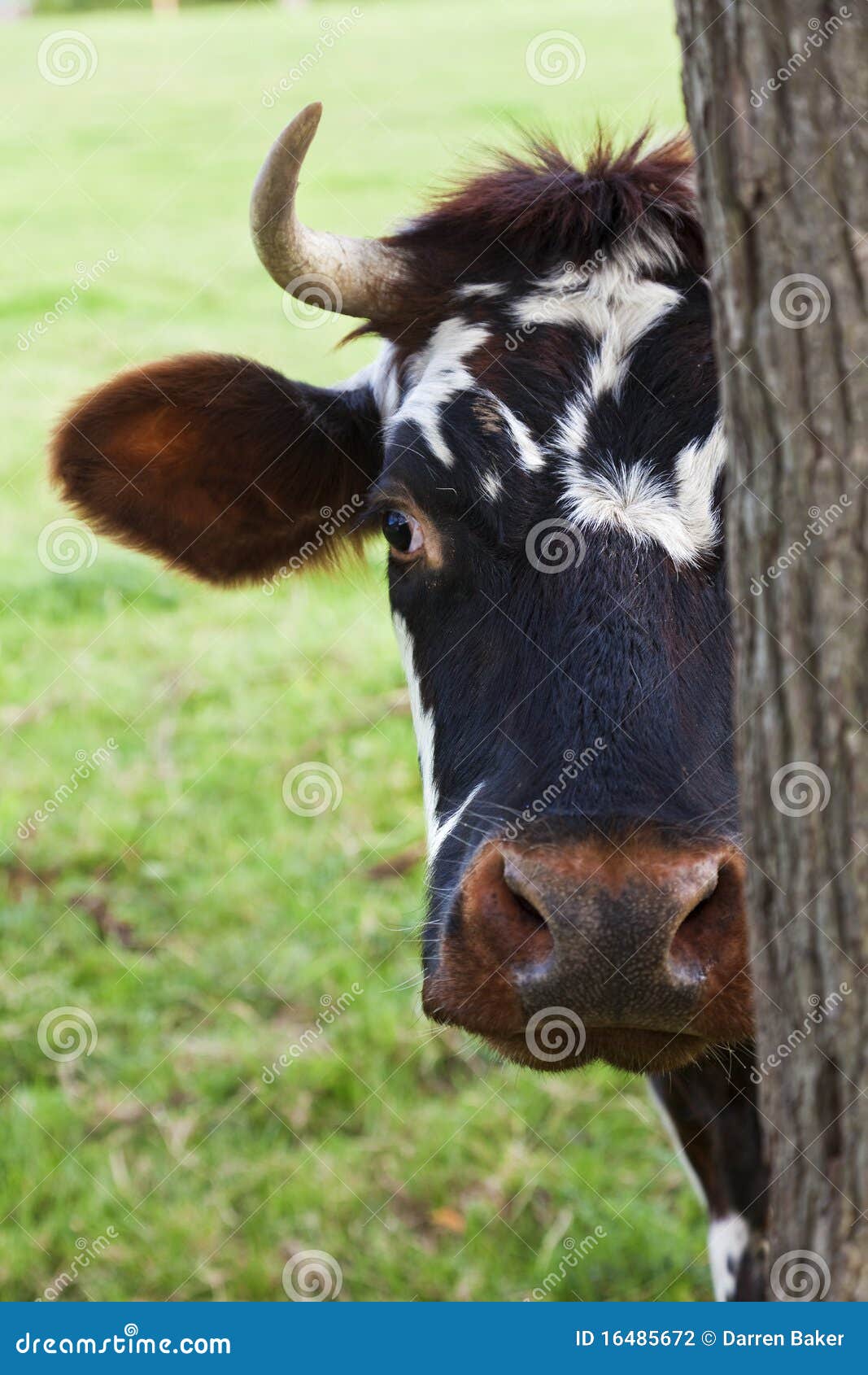Normandy Cow Looking Out from Behind a Tree Stock Photo - Image of nose ...