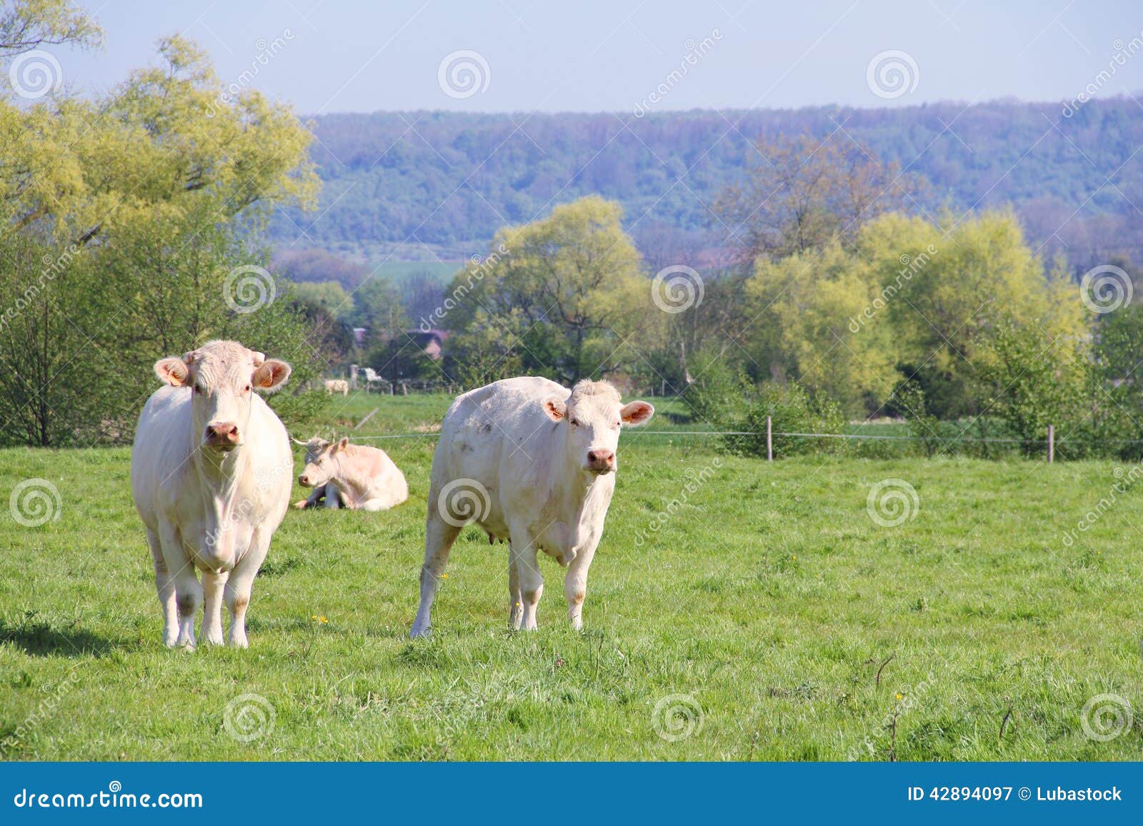 Normandy cows on pasture stock image. Image of country - 42894097