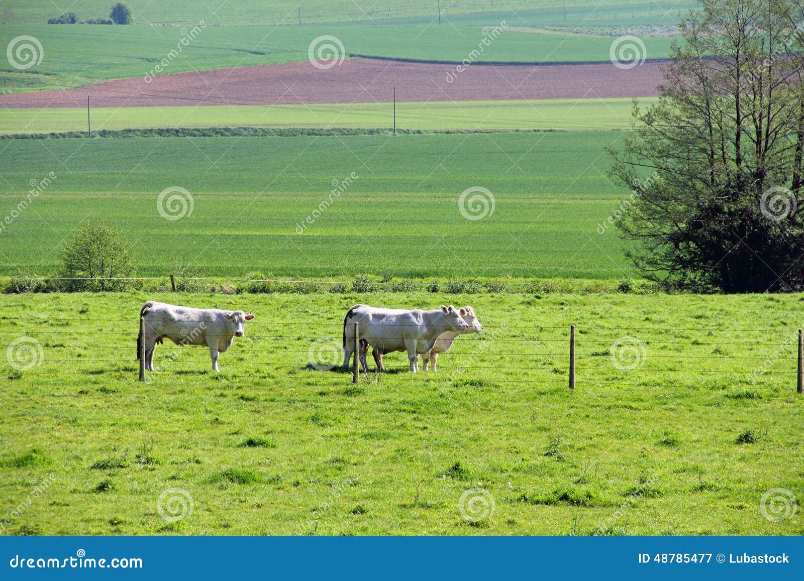 Normandy cows on pasture stock image. Image of bull, herd - 48785477