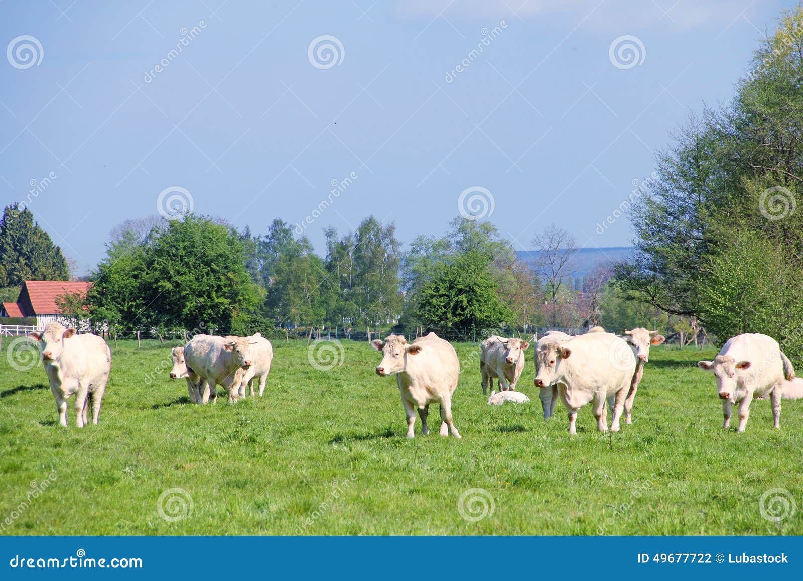 Normandy cows on pasture stock photo. Image of bovine - 49677722