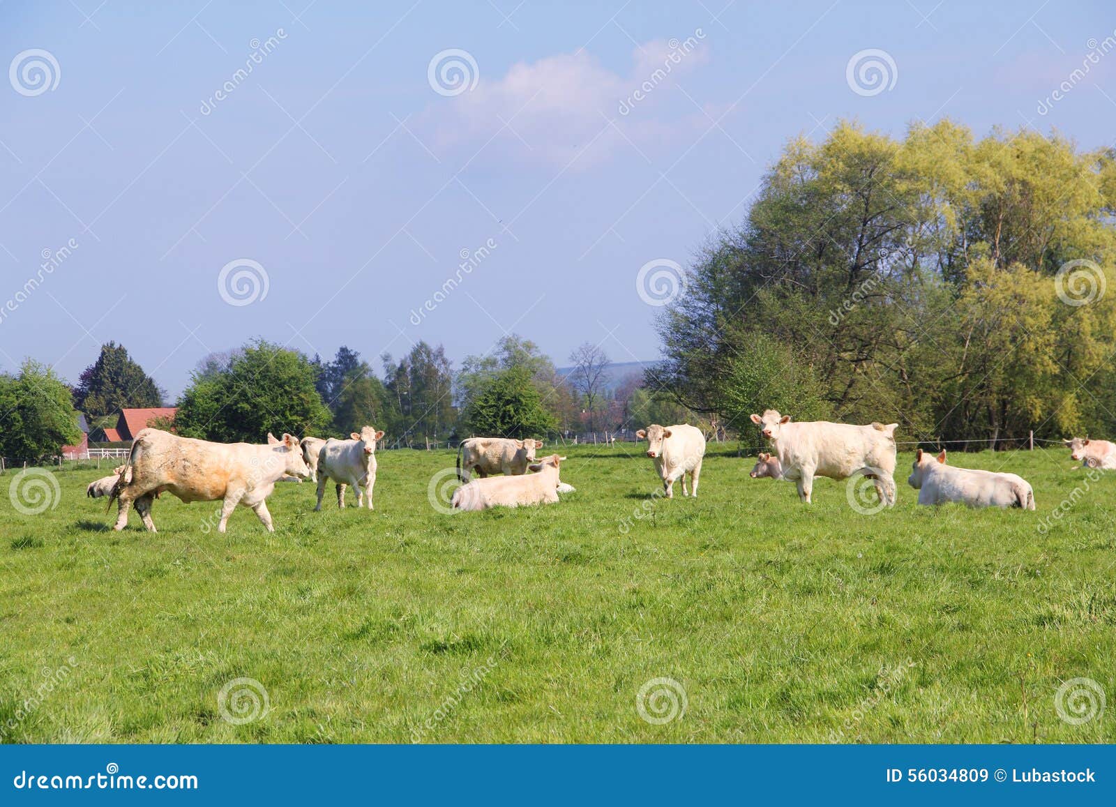Normandy cows on pasture stock image. Image of field - 56034809
