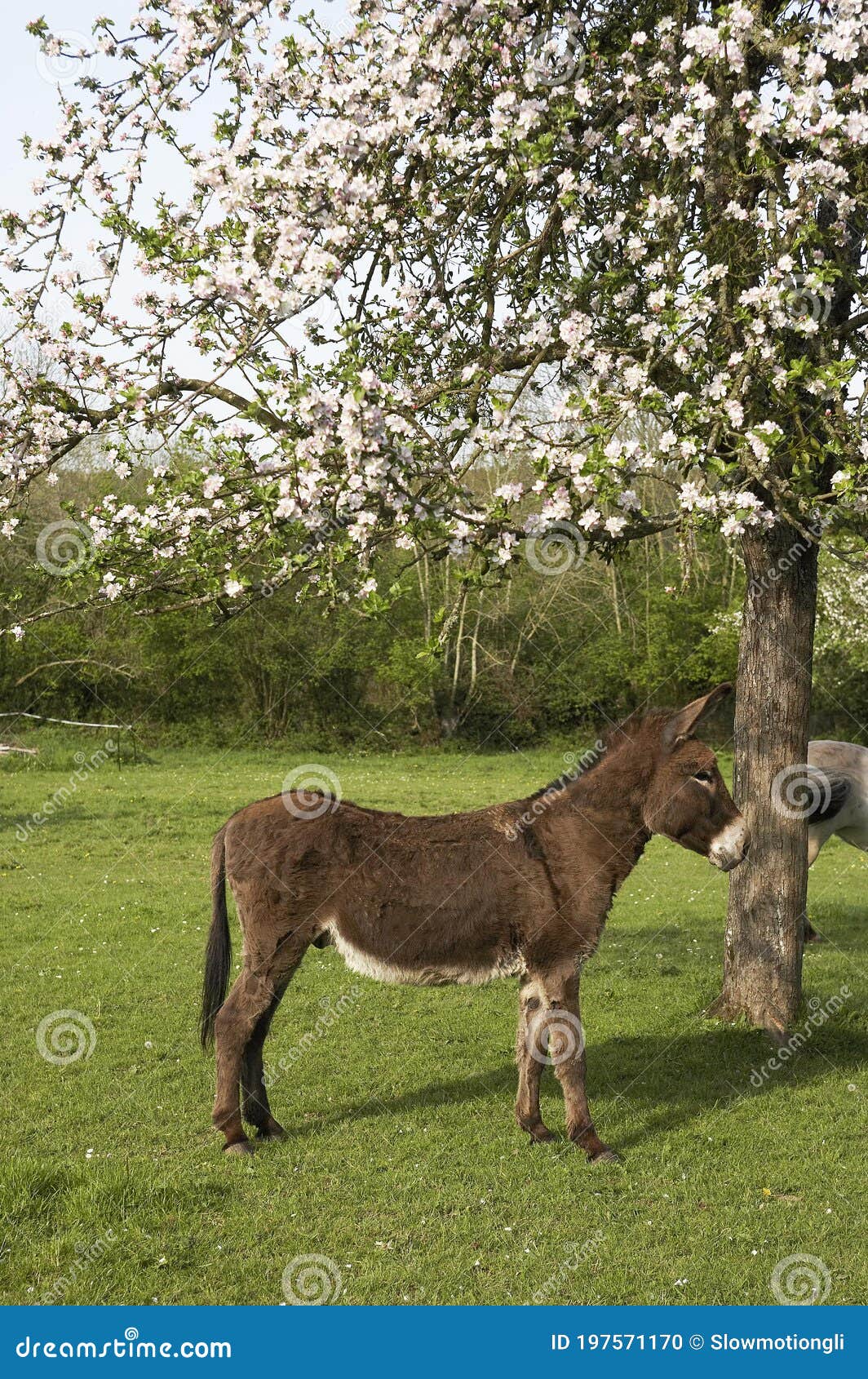 Normandy Donkey Under Blooming Apple Tree Stock Photo - Image of botany ...