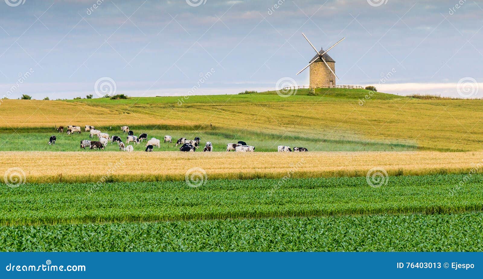 Normandy Farm stock image. Image of windmill, still, cows - 76403013