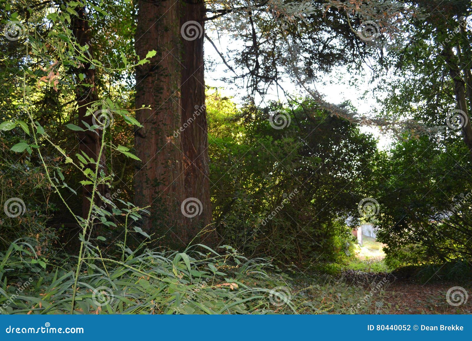Normandy forest. stock photo. Image of emerges, bright - 80440052