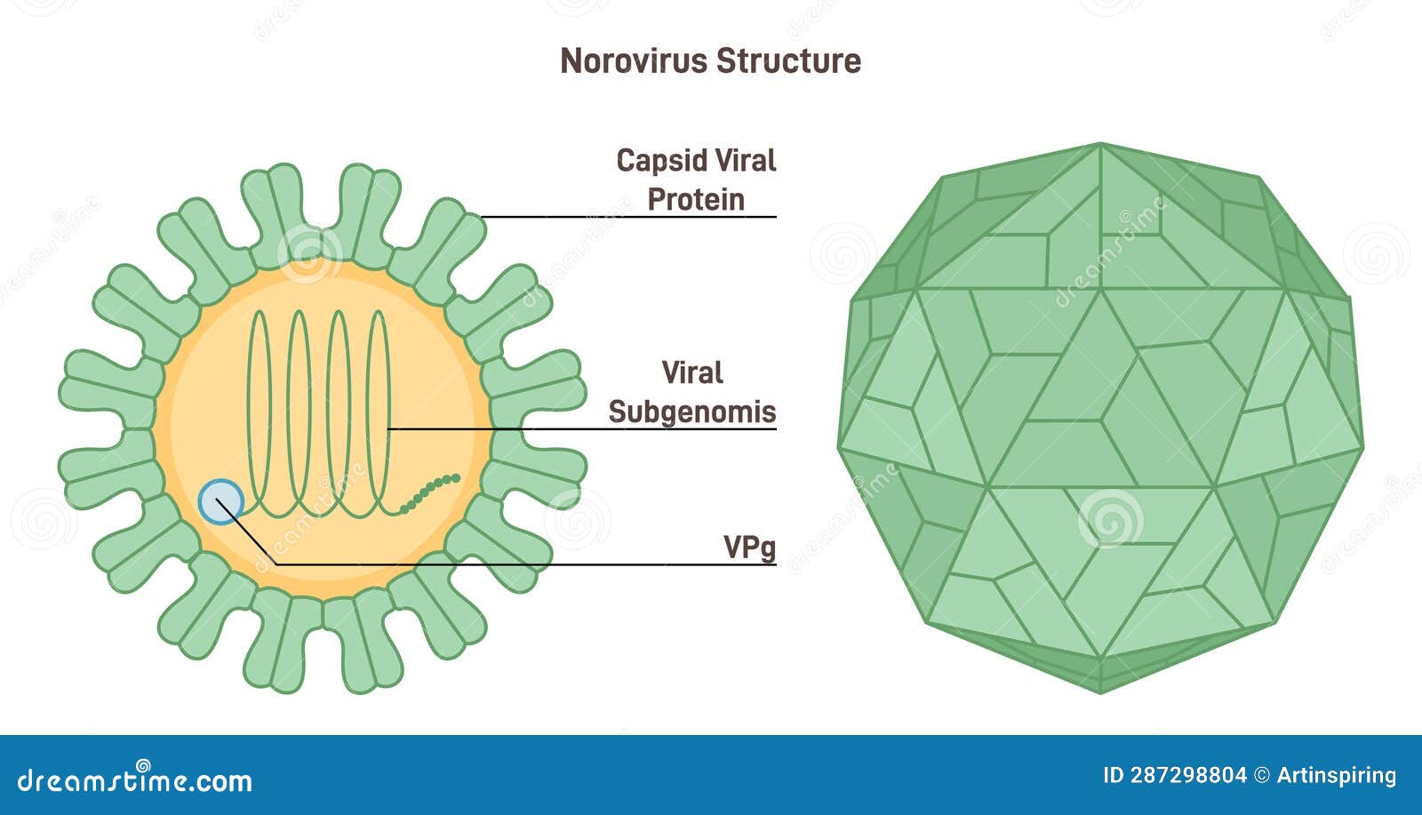 Norovirus Strucutre. Microscopic Model Of Winter Vomiting Disease ...