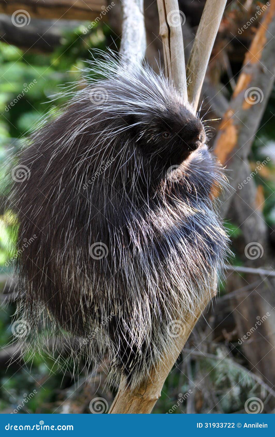 Norr - Amerikansk Ett Piggsvin Arkivfoto - Bild av roligt, kanadensare ...