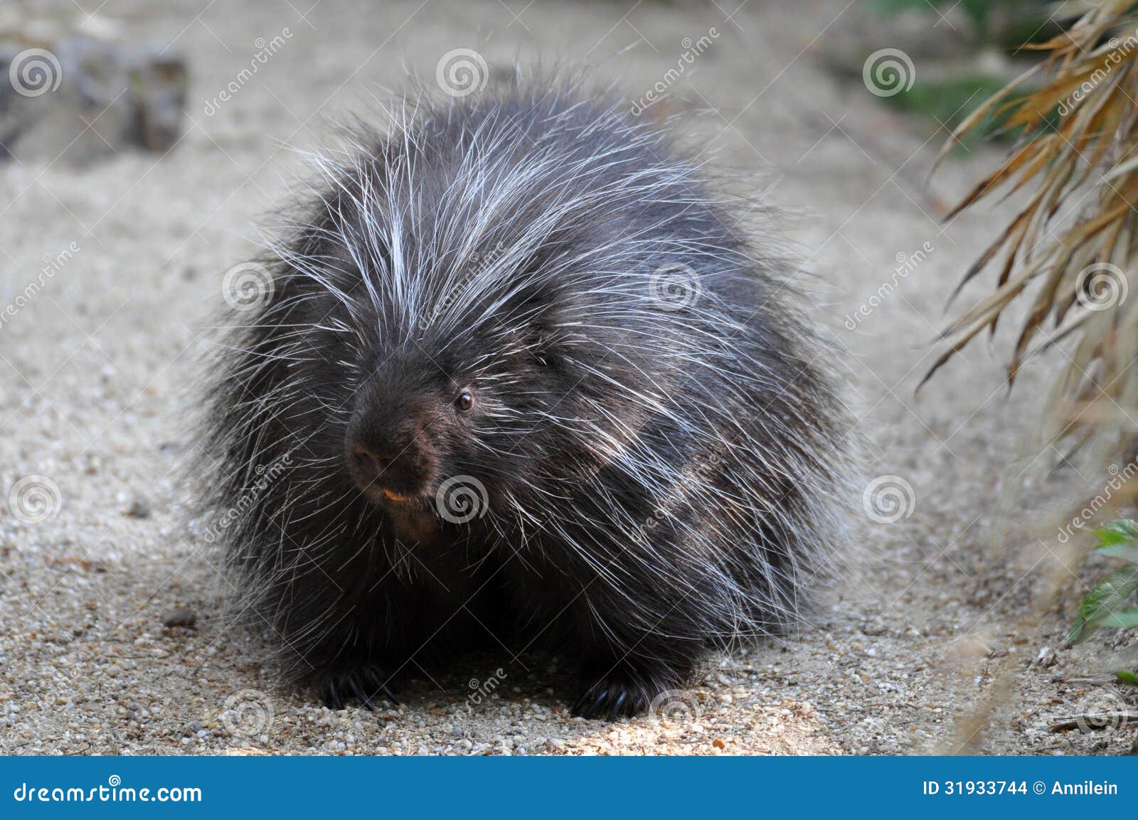 Norr - Amerikansk Ett Piggsvin Arkivfoto - Bild av bakgrund, natur ...