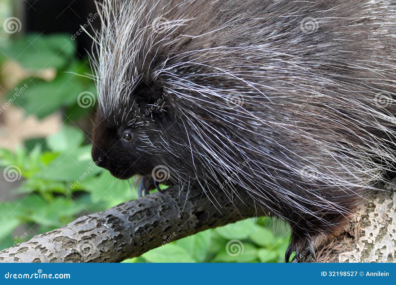 Norr - Amerikansk Ett Piggsvin Fotografering för Bildbyråer - Bild av ...