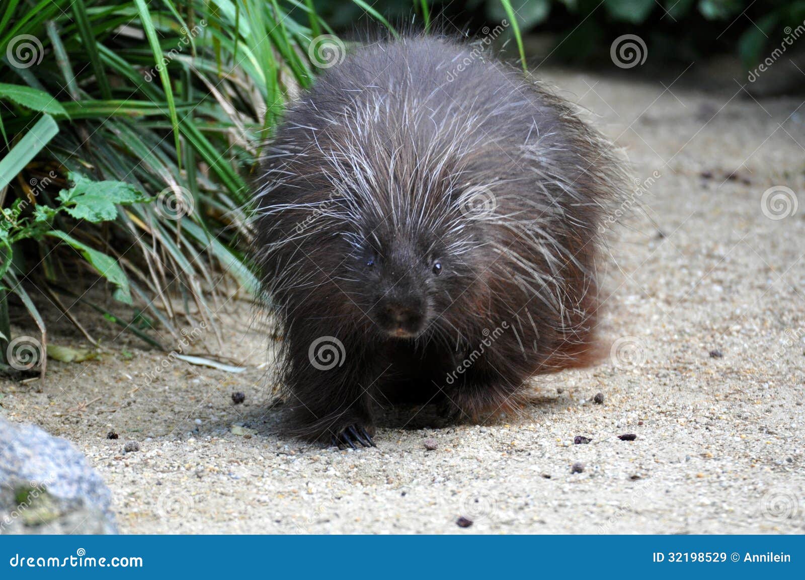 Norr - Amerikansk Ett Piggsvin Fotografering för Bildbyråer - Bild av ...