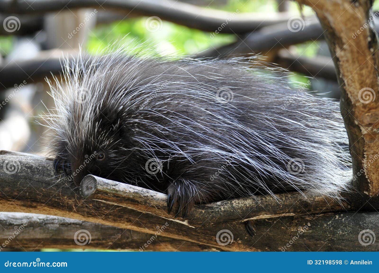 Norr - Amerikansk Ett Piggsvin Arkivfoto - Bild av snitt, blidka: 32198598