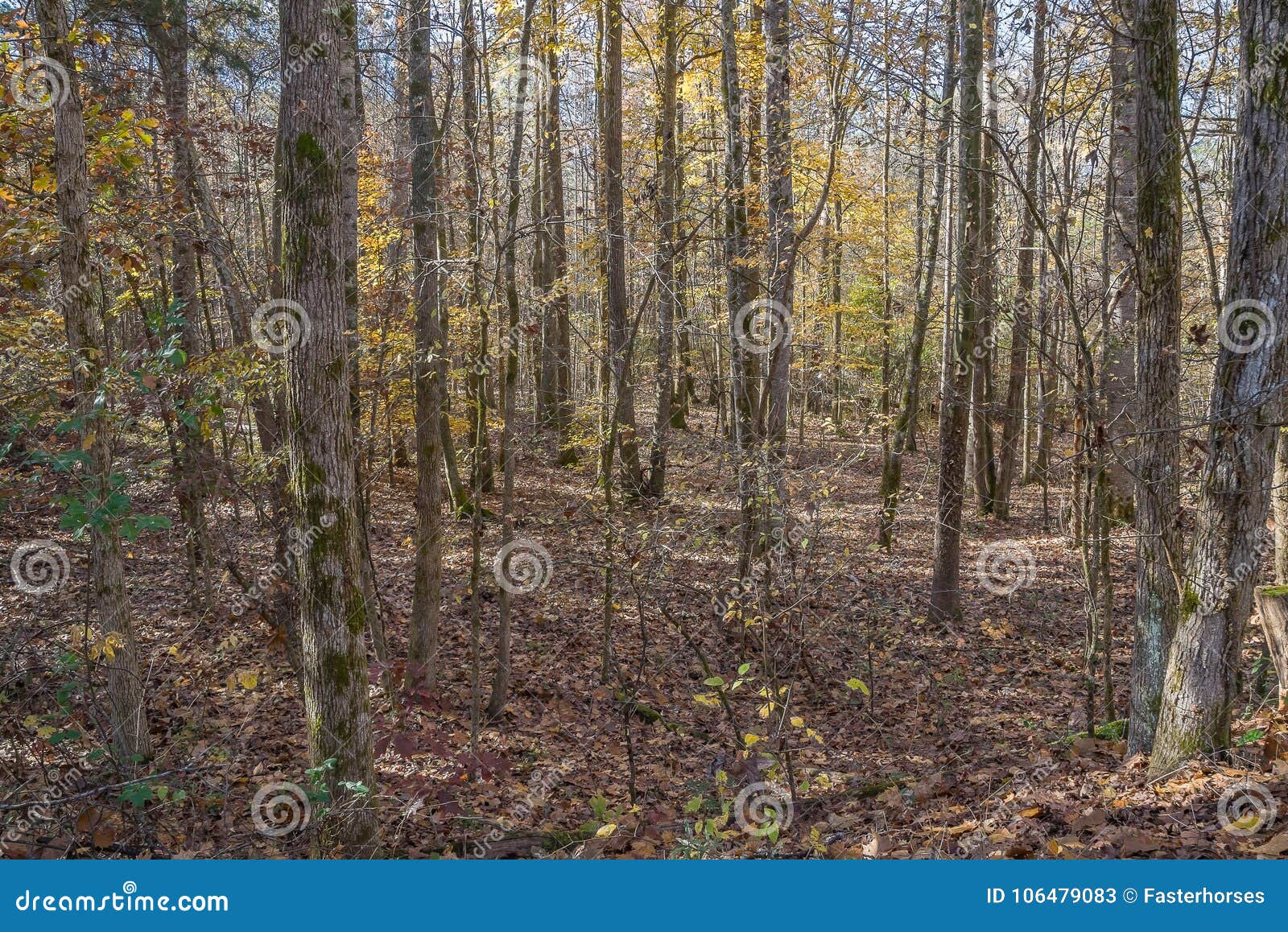 Norr Mississippi Panorama- Skogsmark Forest Landscape Fotografering för ...