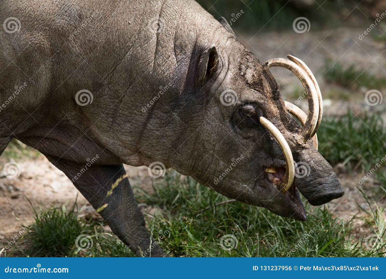 Norr Sulawesi Babirusa, Hjort-svin, Man Arkivfoto - Bild av sulawesi ...