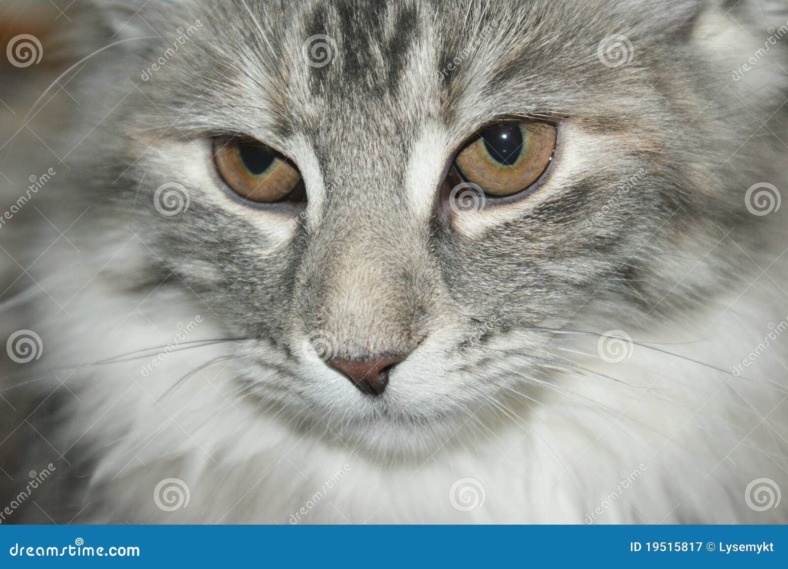 Norsk skogkatt stock image. Image of fuhr, forest, norwegian - 19515817
